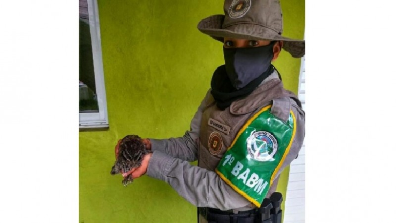 Policiais militares do 1º BABM de Porto Alegre realizam o resgate de ...