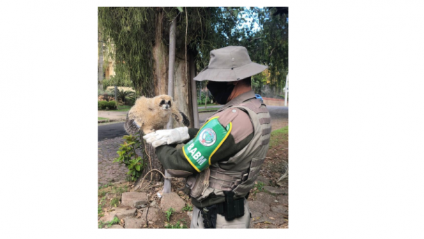 Policiais militares do 1º BABM de Porto Alegre realizam o resgate de ...